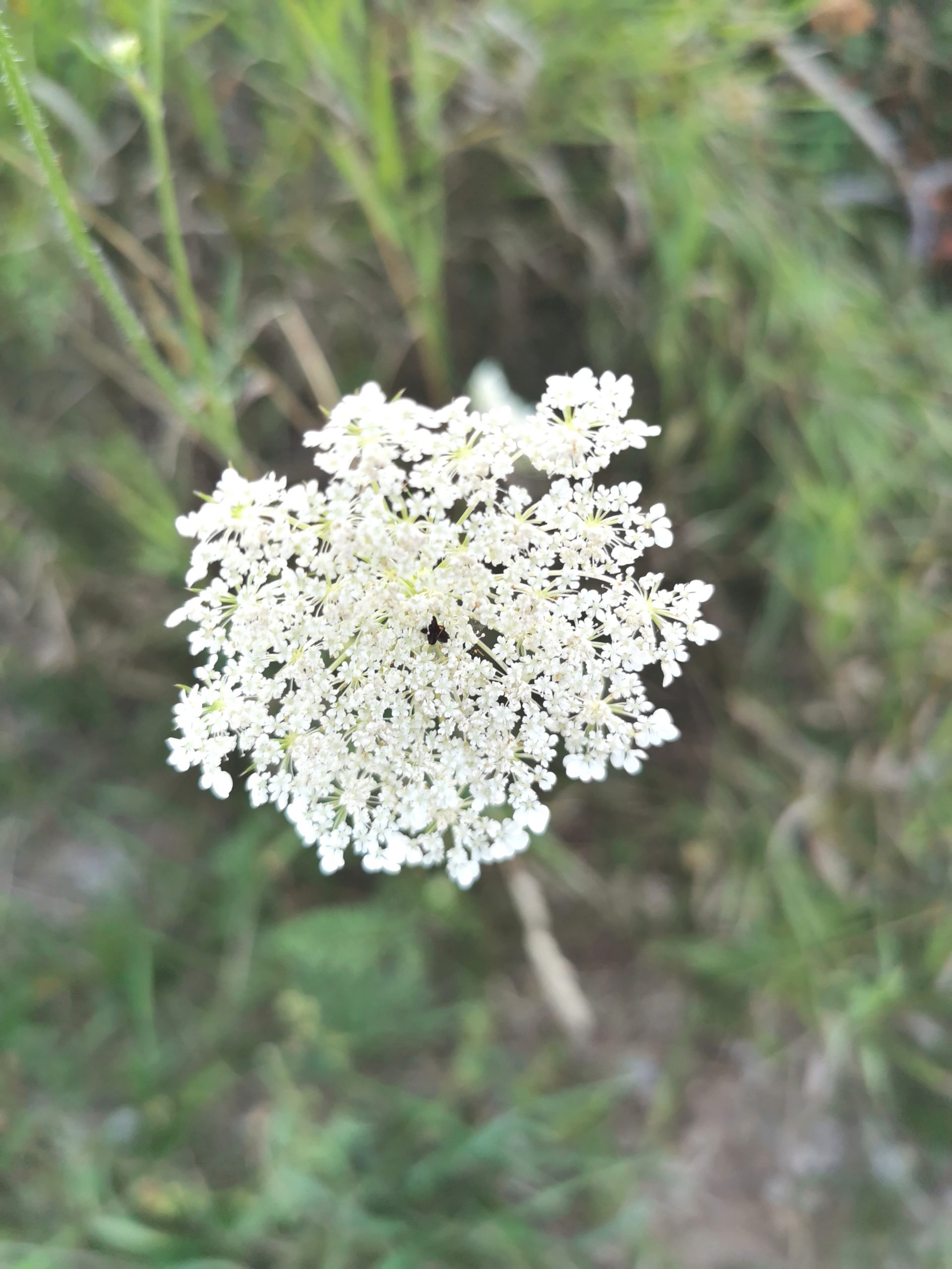 The Barber Mill - Georgetown, Ontario, Canada [ONTARIO TRAVEL SERIES ...