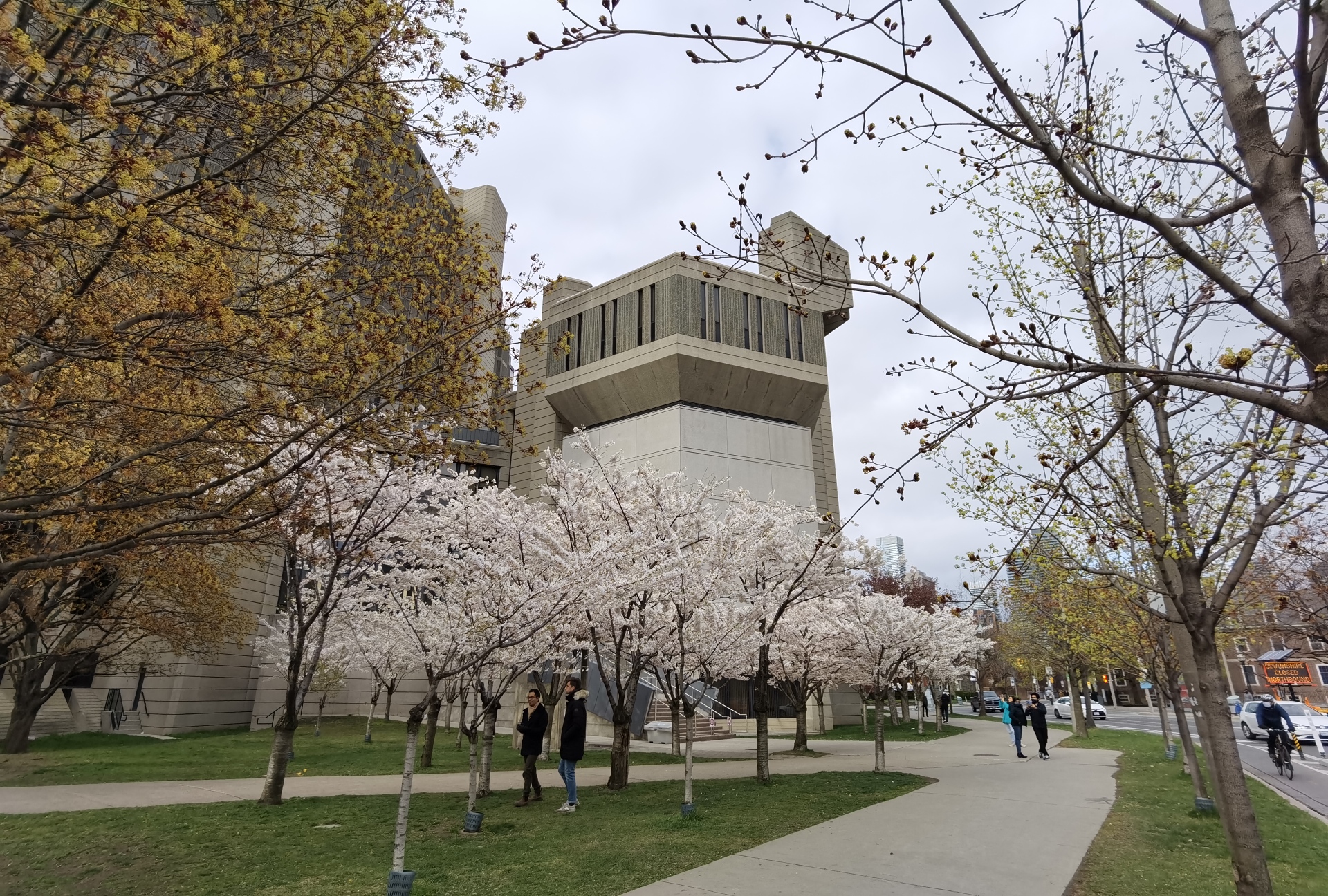 Cherry Blossoms - John P. Robarts Research Library (University of ...