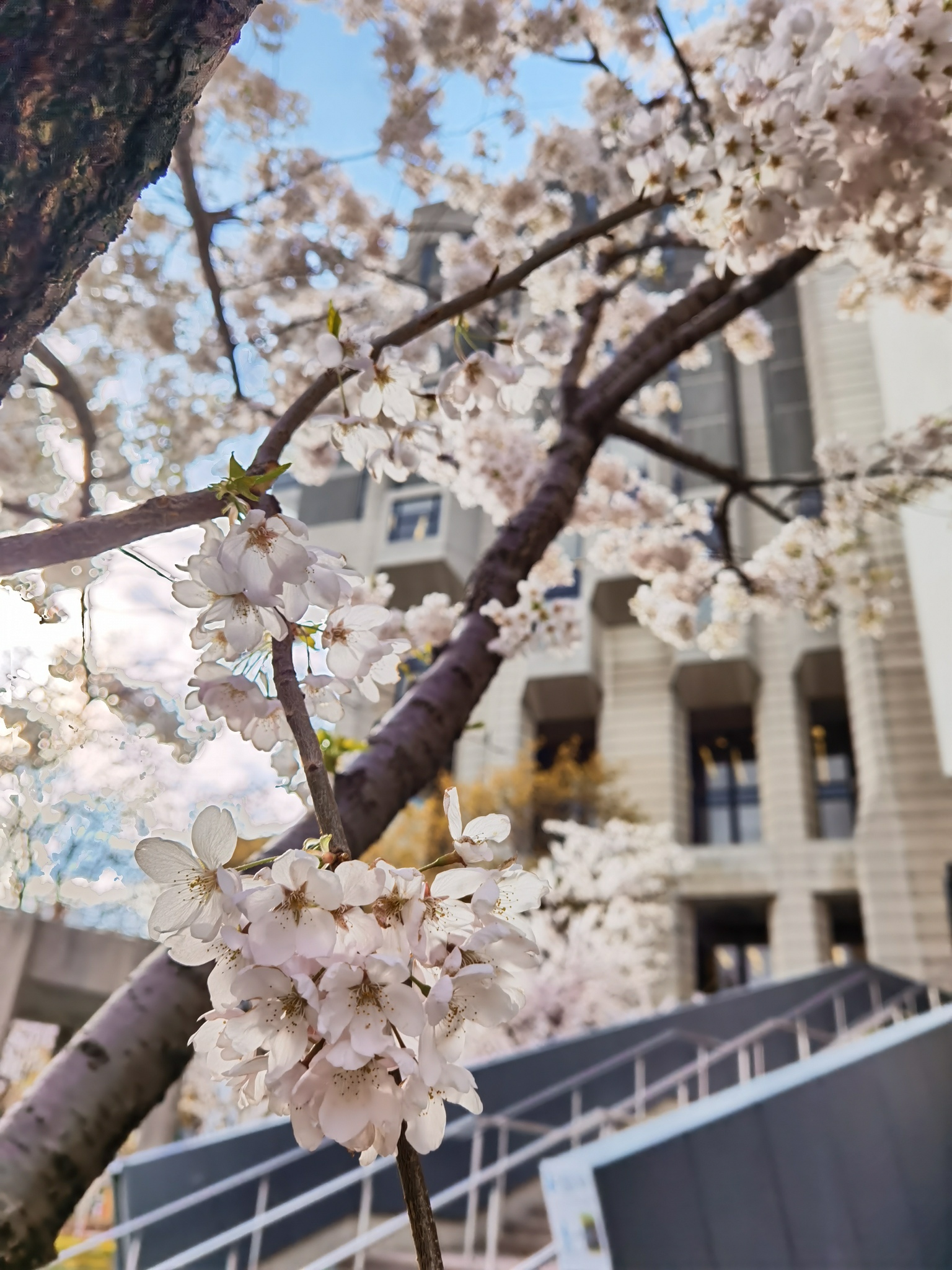 Cherry Blossoms - John P. Robarts Research Library (University of ...