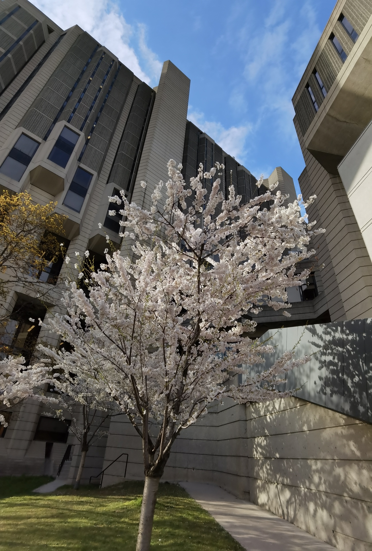 Cherry Blossoms - John P. Robarts Research Library (University of ...
