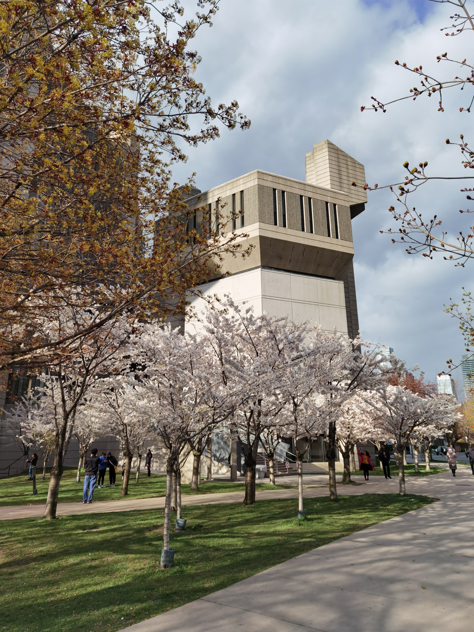 Cherry Blossoms - John P. Robarts Research Library (University of ...
