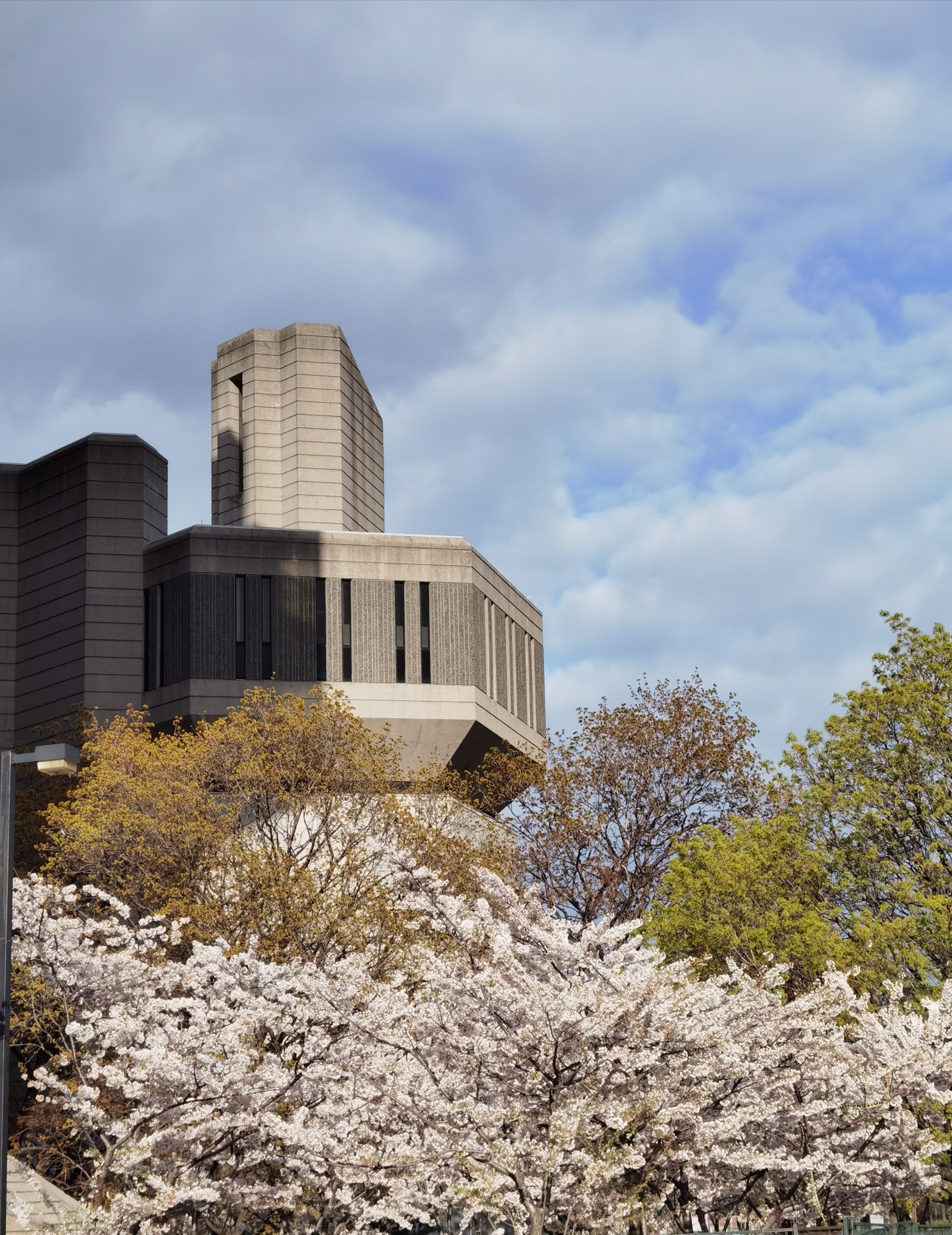 Cherry Blossoms - John P. Robarts Research Library (University of ...
